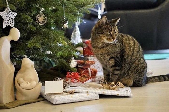 Choosing the Perfect Christmas Tree - Dave's Garden