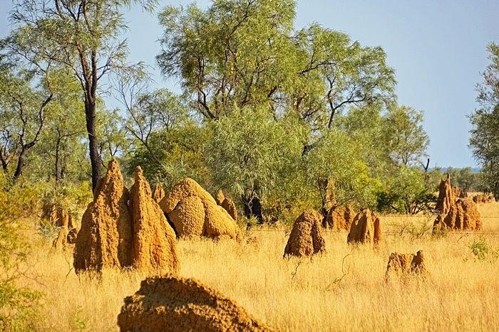 African termite mounds