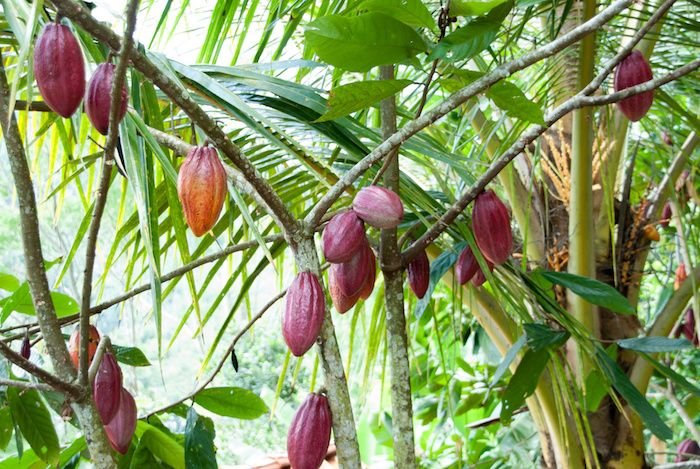Growing a Cacao Tree Indoors - Dave's Garden