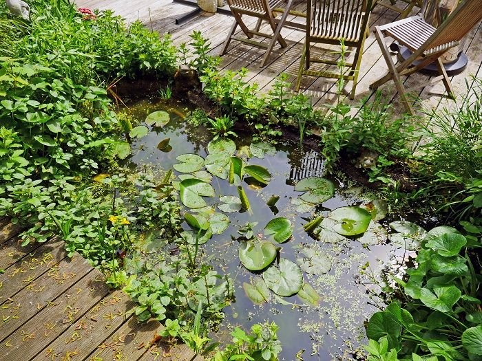 Winterizing Your Water Garden - Dave's Garden