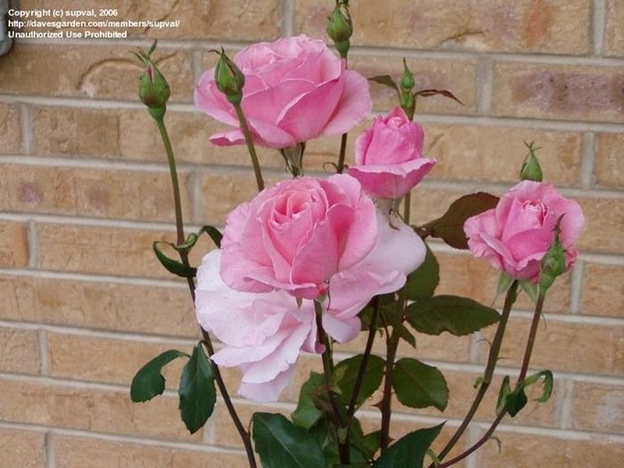 The Queen's Floral Legacy - Dave's Garden