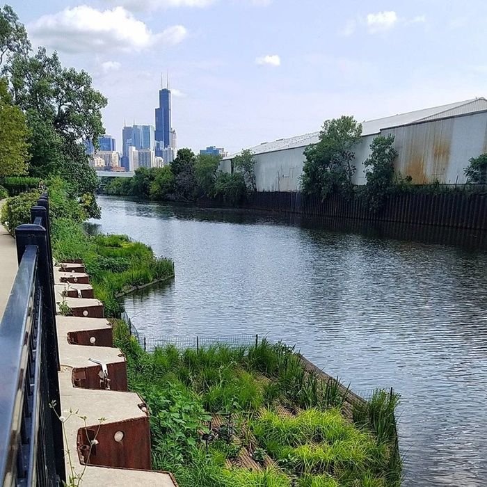The Wild Mile: Chicago's Floating Eco-park - Dave's Garden