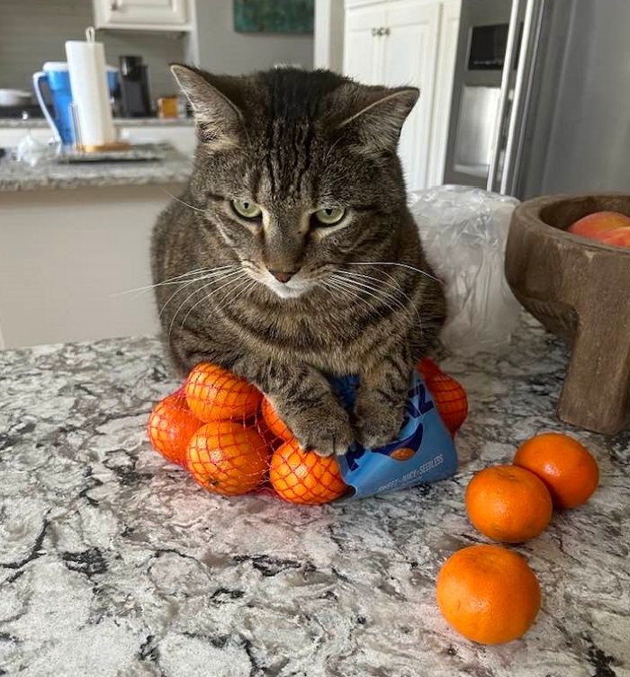 cat with oranges