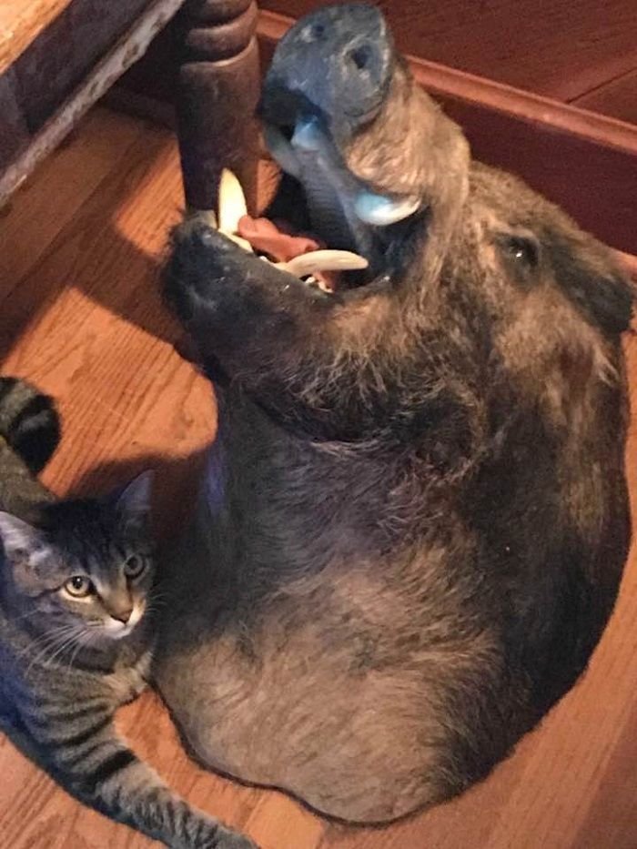 Garden Jokes and Humor: Sunday Funnies 11-05-17 - Dave's Garden