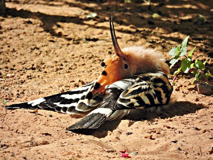 Eurasian Hoopoe: The National Bird Of Israel - Dave's Garden