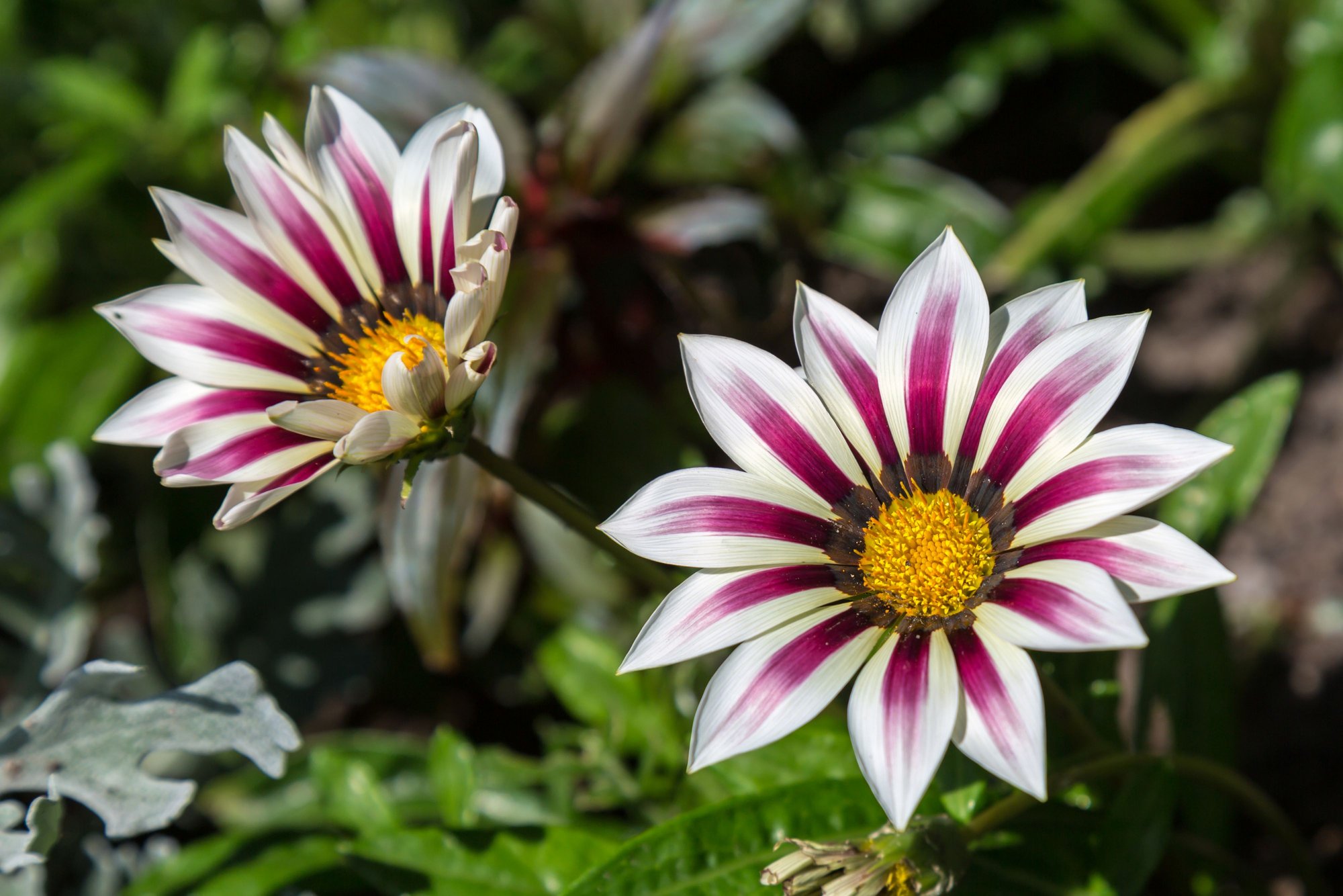 Mistakes to Avoid When Growing Gazanias | DoItYourself.com