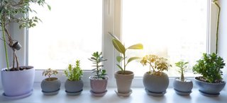The Secrets to a Great Windowsill Garden | DoItYourself.com