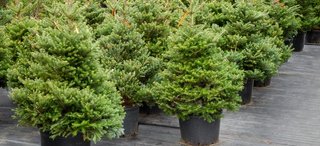 How to Plant a Living Christmas Tree | DoItYourself.com