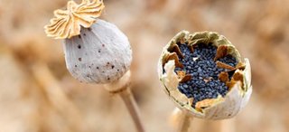 How to Harvest and Store Seeds | DoItYourself.com