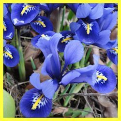 Iris: Growing in a Container | DoItYourself.com