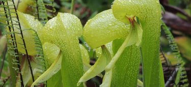 10 Beautiful Bug Eating Plants (and How to Love Them) | DoItYourself.com