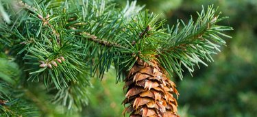 9 Fragrant Trees | DoItYourself.com