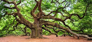 Relocate and Transplant an Oak Tree | DoItYourself.com