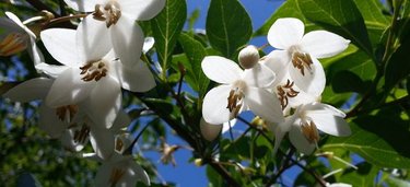 9 Fragrant Trees | DoItYourself.com