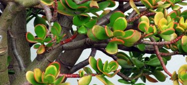 Growing Jade Plants in Containers | DoItYourself.com