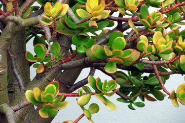Growing Jade Plants in Containers | DoItYourself.com