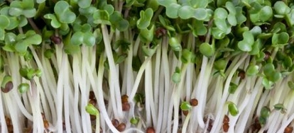 Guide to Transplanting Broccoli | DoItYourself.com