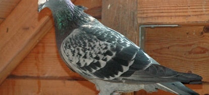 How to Shoo a Bird Out of Your House | DoItYourself.com