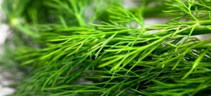 3 Tips for Storing Fresh Dill | DoItYourself.com