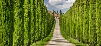 How to Plant and Care for a Cypress Tree | DoItYourself.com