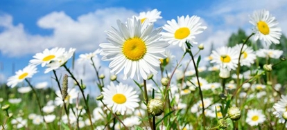 Growing a Daisy Flower Garden | DoItYourself.com