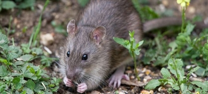 How to Get Rid of Rats in a Mobile Home | DoItYourself.com