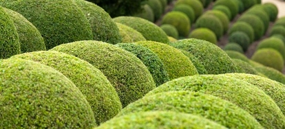 10 Beautiful Topiary Trees | DoItYourself.com