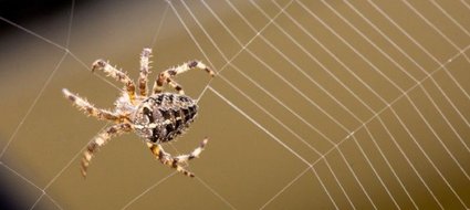 Identifying Spiders by Their Webs | DoItYourself.com