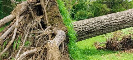 The Best Trees to Plant Near a House | DoItYourself.com