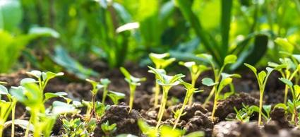 How to Use Cover Cropping to Make Your Garden Sustainable ...