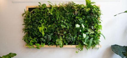 Everything You Need to Know About Living Plant Walls | DoItYourself.com