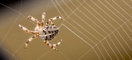 Identifying Spiders by Their Webs | DoItYourself.com