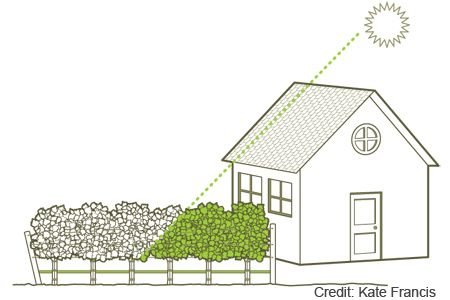 How to Build Your Own Organic Backyard Vineyard | DoItYourself.com