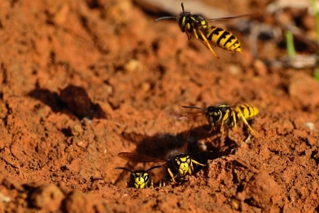 5 Ways to Kill Yellow Jackets | DoItYourself.com