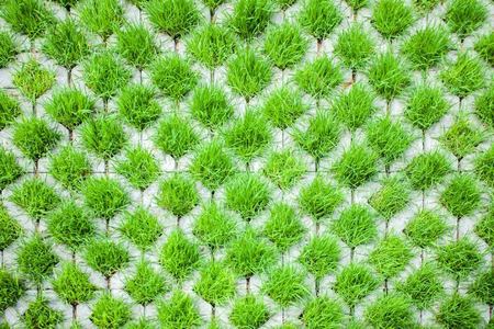 Grasscrete 101 | DoItYourself.com