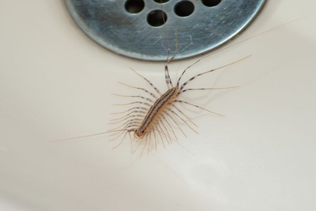 How to Get Rid of Centipedes in Your Sink | DoItYourself.com