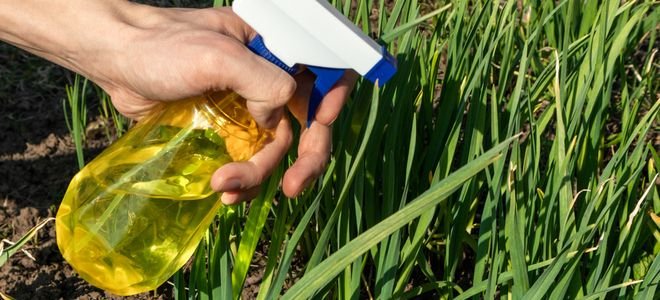 How to Handle June Bugs | DoItYourself.com