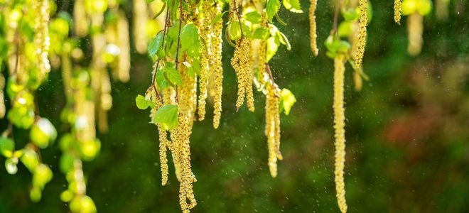 Tree Pollen: Best and Worst Trees for Allergies | DoItYourself.com
