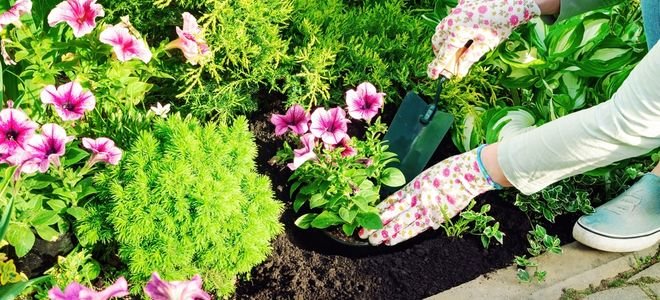 Guide to Growing and Caring for Petunias | DoItYourself.com