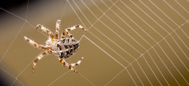 Identifying Spiders by Their Webs | DoItYourself.com