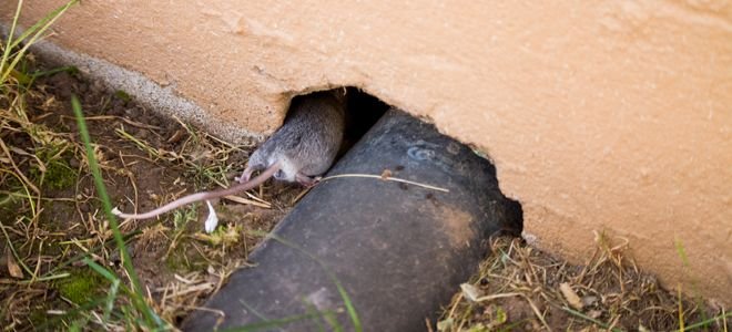 How to Get Rid of 4 Winter Pests | DoItYourself.com