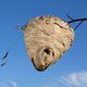 How to Remove a Beehive in 6 Steps | DoItYourself.com
