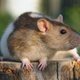 How to Get Rid of Rats in Your Crawl Space | DoItYourself.com