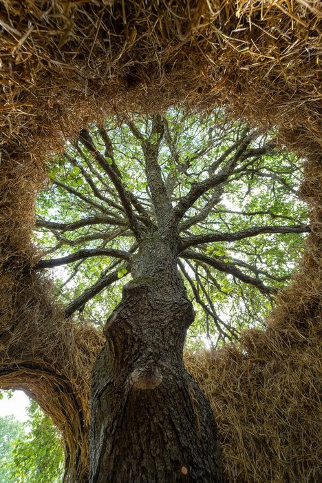 Living Tree Converted into a Nest-Like Concert Space in Rural Sweden ...