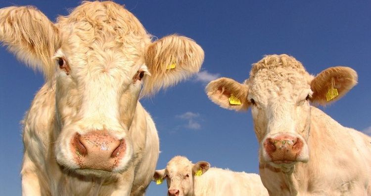 Russian Cows Fitted with VR Headsets to Reduce Anxiety and Produce More ...