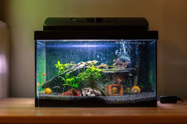 Why the Nano Tank Trend is Making a Splash | Designs & Ideas on Dornob