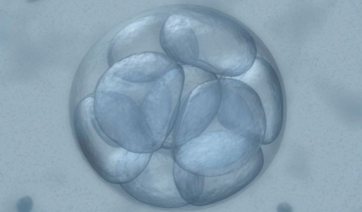Single Embryo Transfer