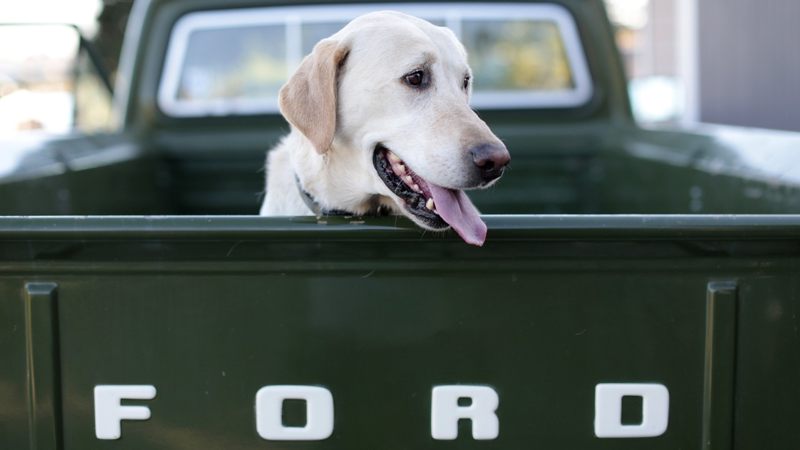 Enjoy Photos of Dogs Hanging With Their Favorite Ford Trucks | Ford-trucks