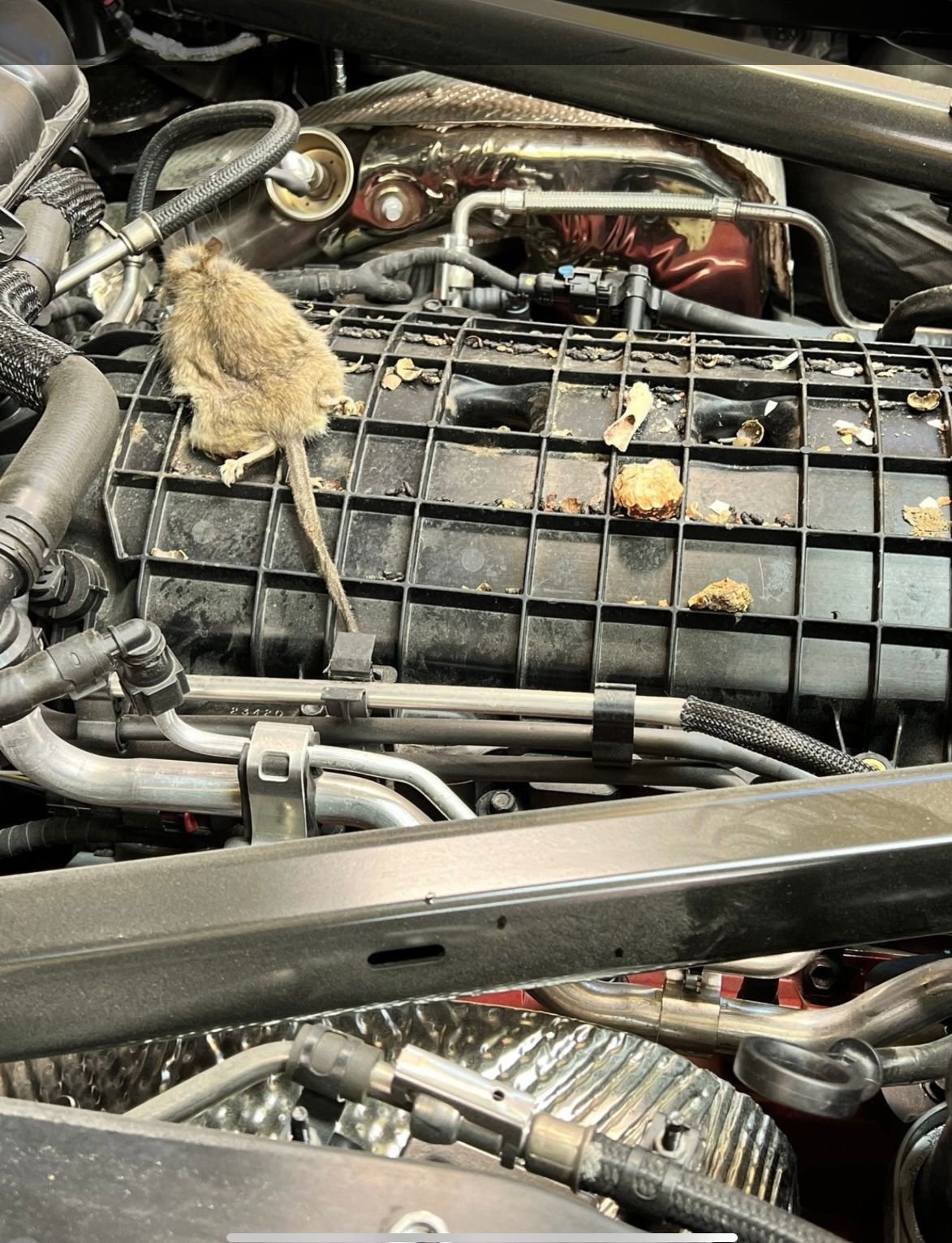 Mice eating wires. - CorvetteForum - Chevrolet Corvette Forum Discussion