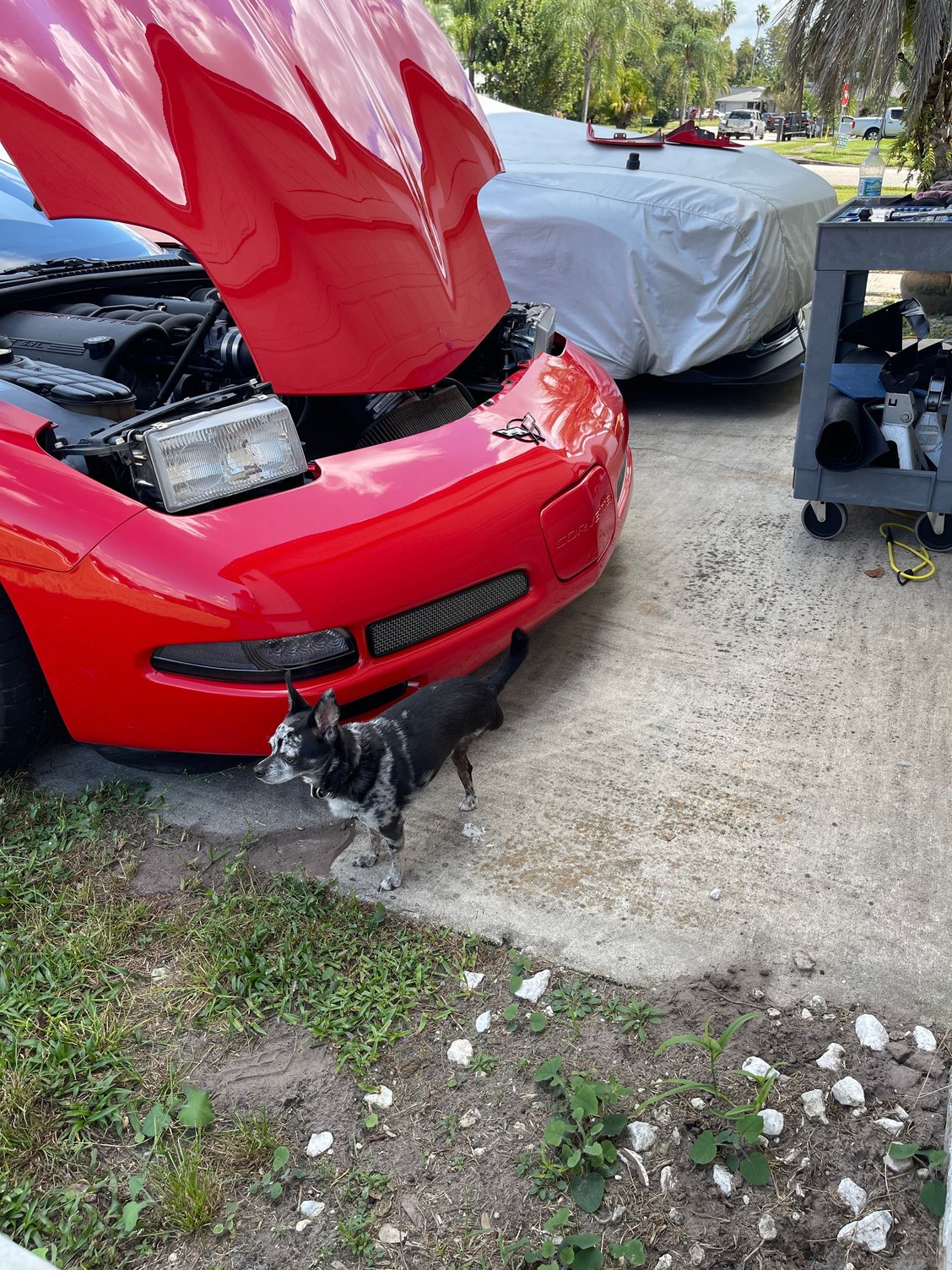 New KnightDriveTV headlights - CorvetteForum - Chevrolet Corvette Forum ...